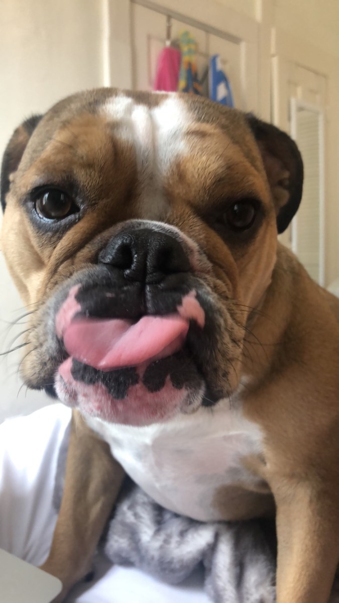 7 reasons why bulldogs are the best college dogs – CougarBuzz
